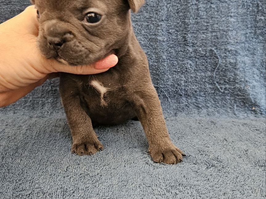 Французский бульдог