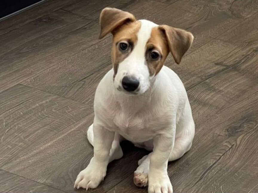 Щенки джек Рассел терьер