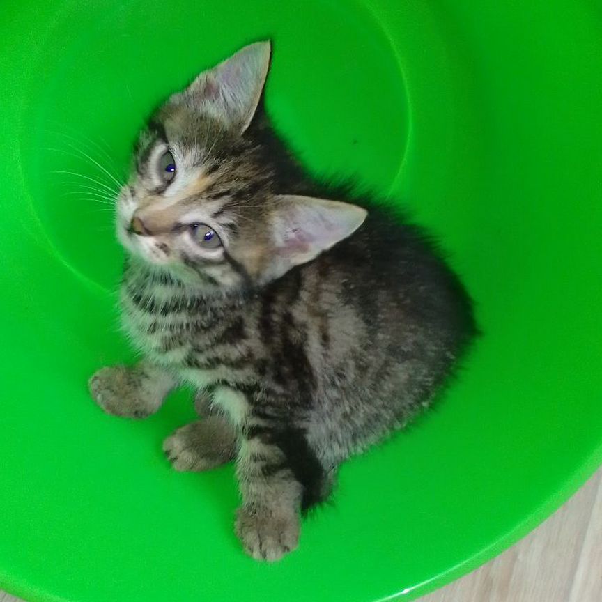 Отдам в хорошие руки котят кушают все