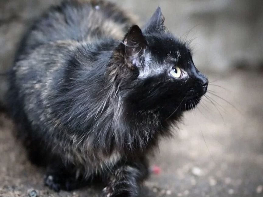 Кошечка молодая, черная трехцветка. Стерилизована