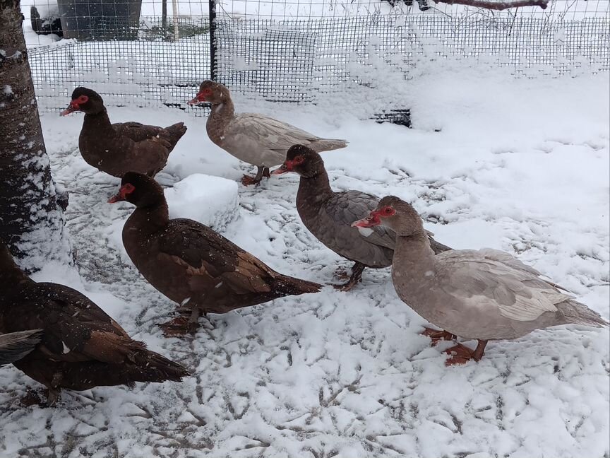 Мускусные утки