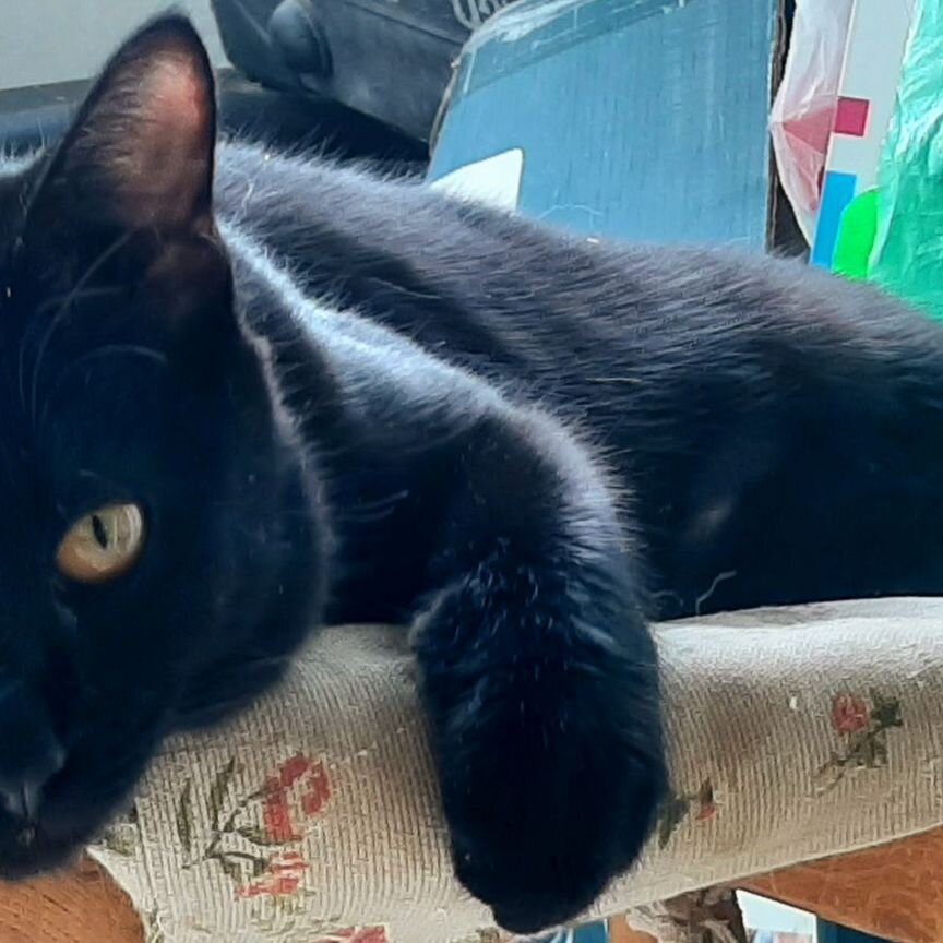 Кошечка кастрированная чёрная