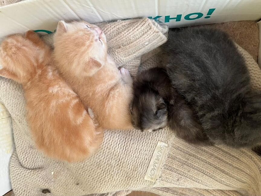 Котята шотландцы