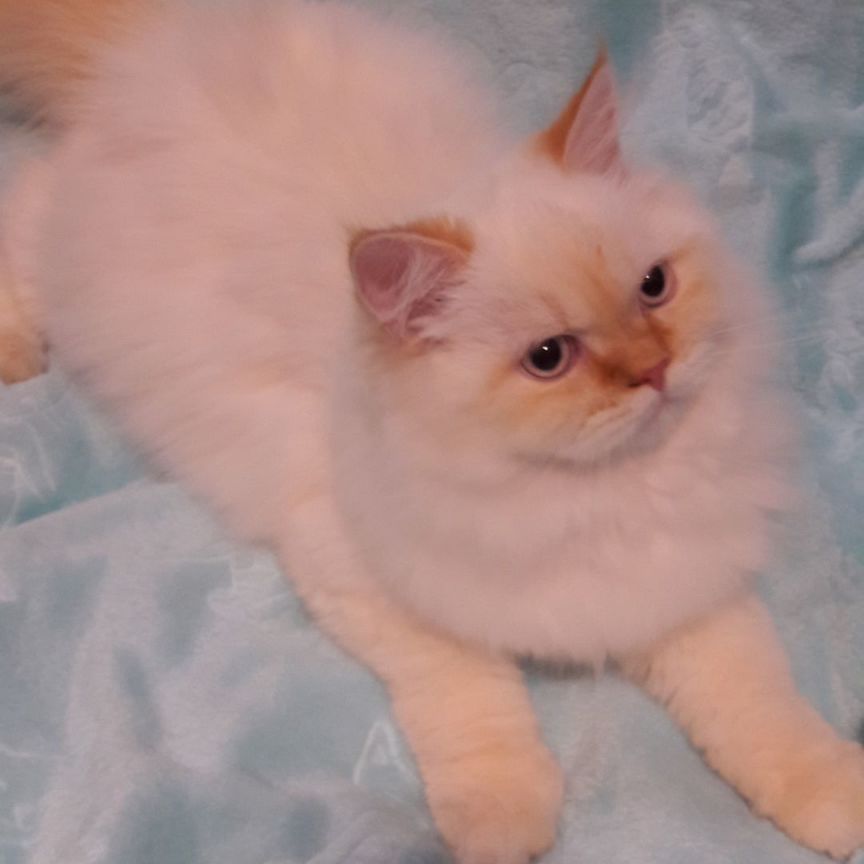 Ласковый персидский котейка