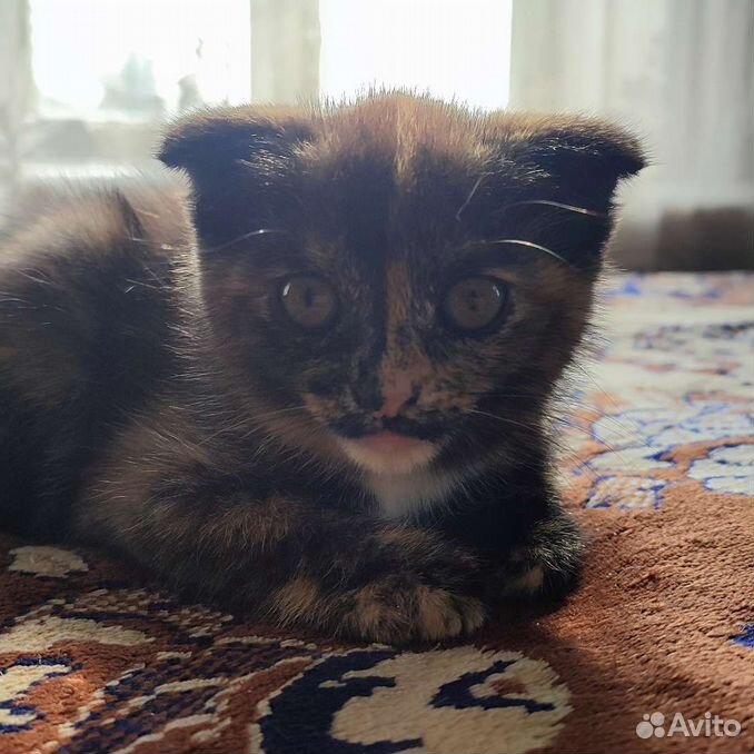 Котята помесь шотландская вислоухая