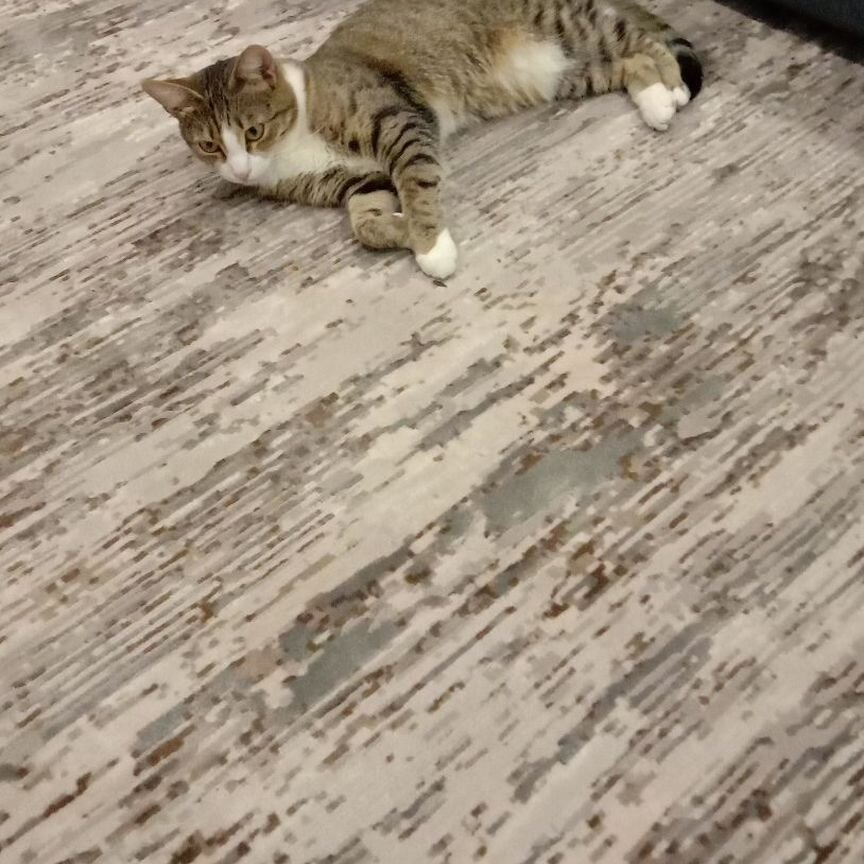 Кошечка Нюша