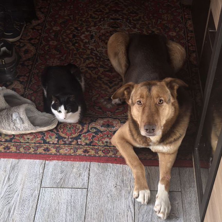 Взрослый пёс в добрые руки