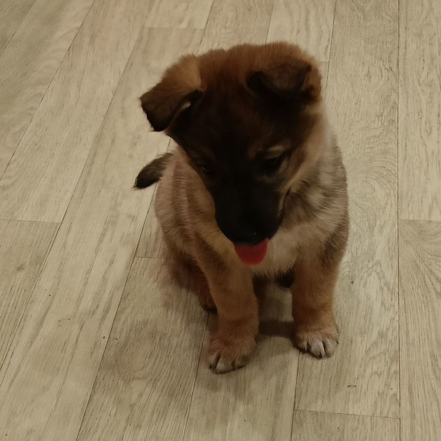 Щенок в добрые руки