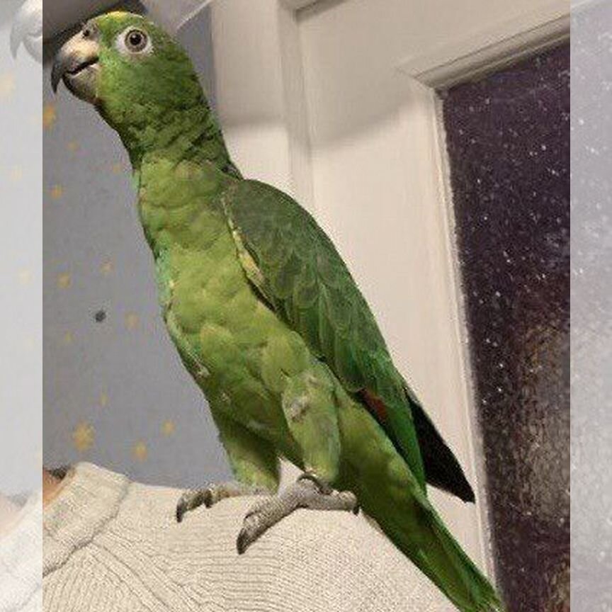 Большой попугай говорящий