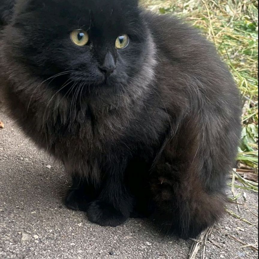 Котик Честер в добрые руки (8 месяцев)