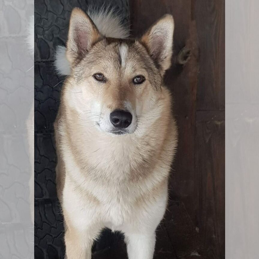 Западносибирская лайка, взрослый пёс