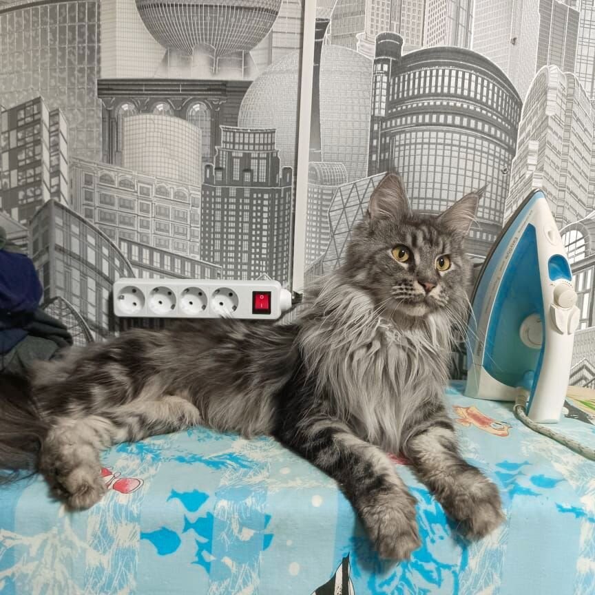 Котята мейн-кун