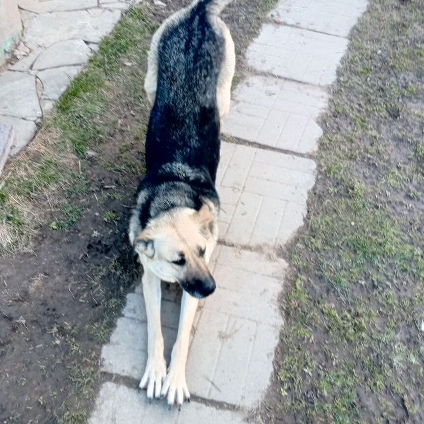 Собака в добрые руки