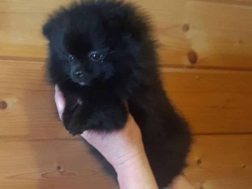 Щенки померанского шпица