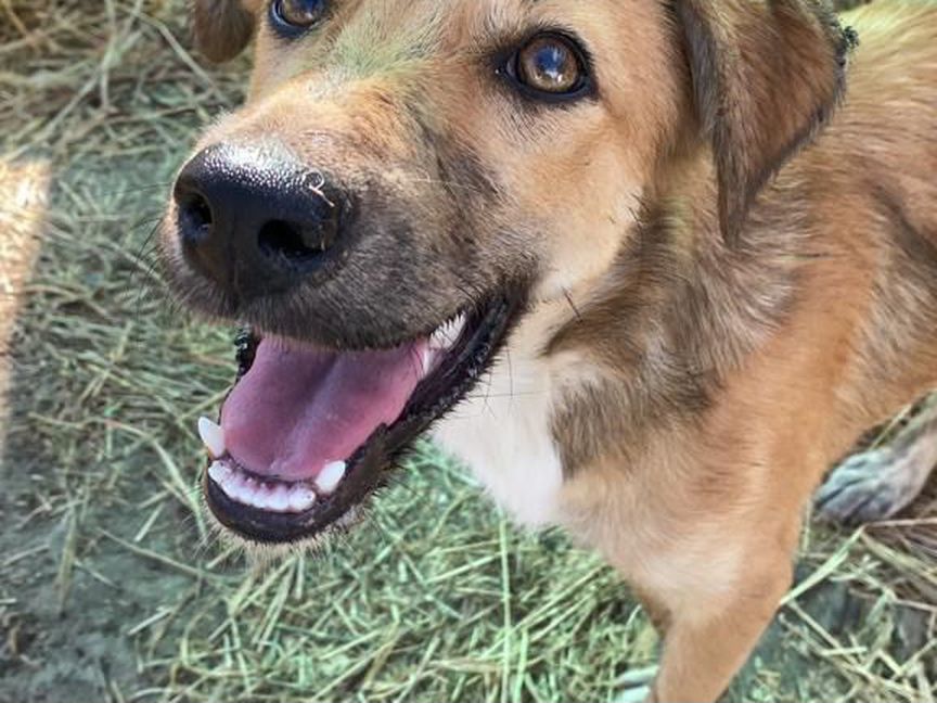 Удивителтный щенок в добрые руки