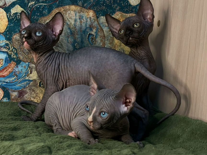 Канадский сфинкс дбе