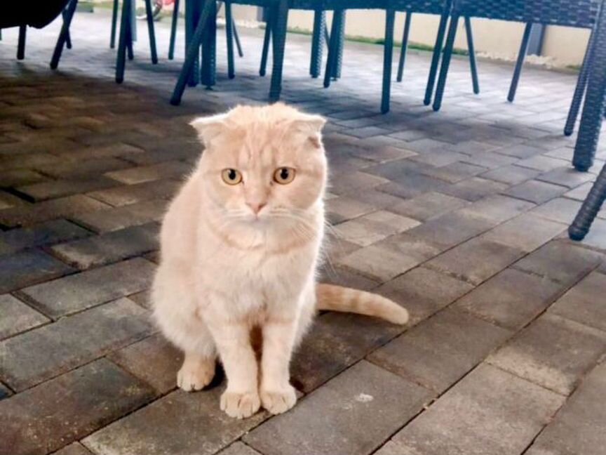 Кошка