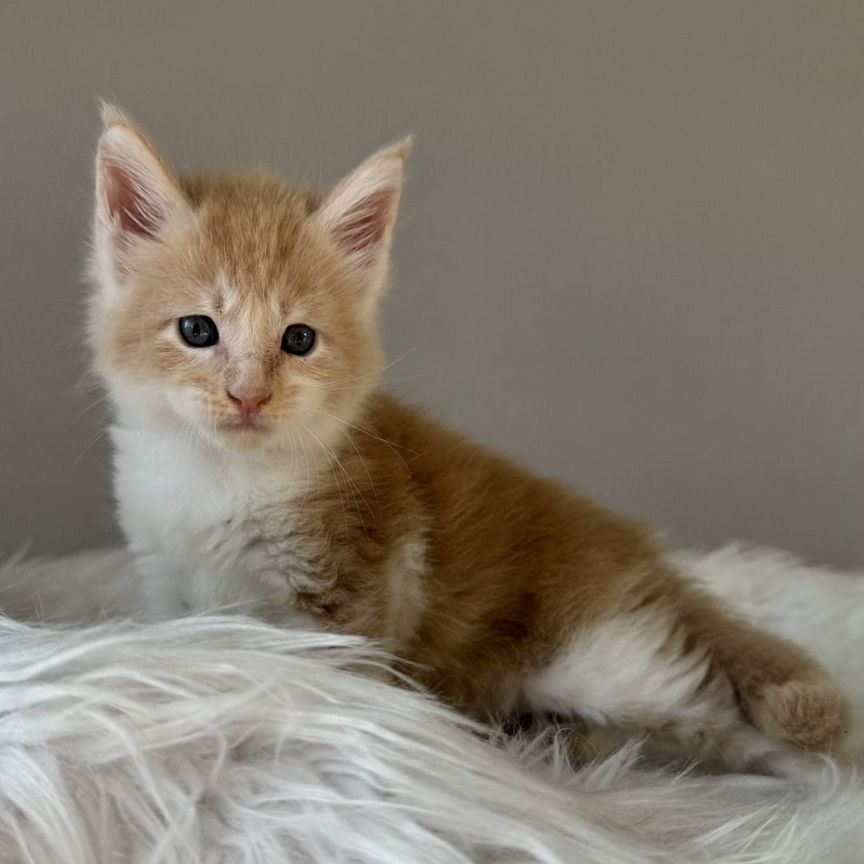Котик мейн-кун