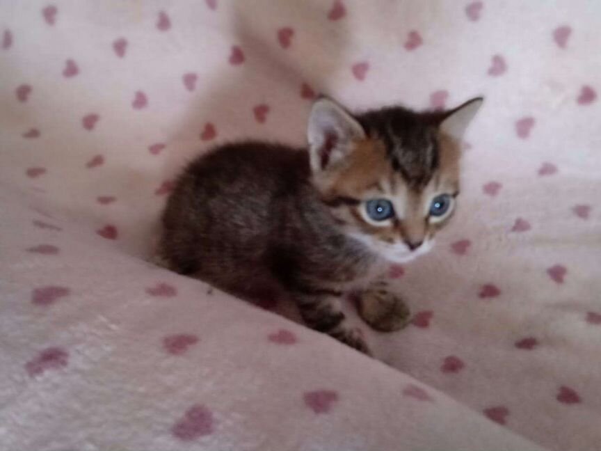 Кошка