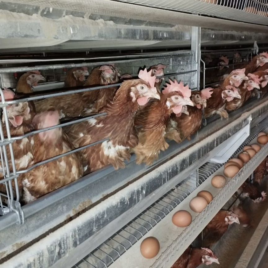 Куры несушки