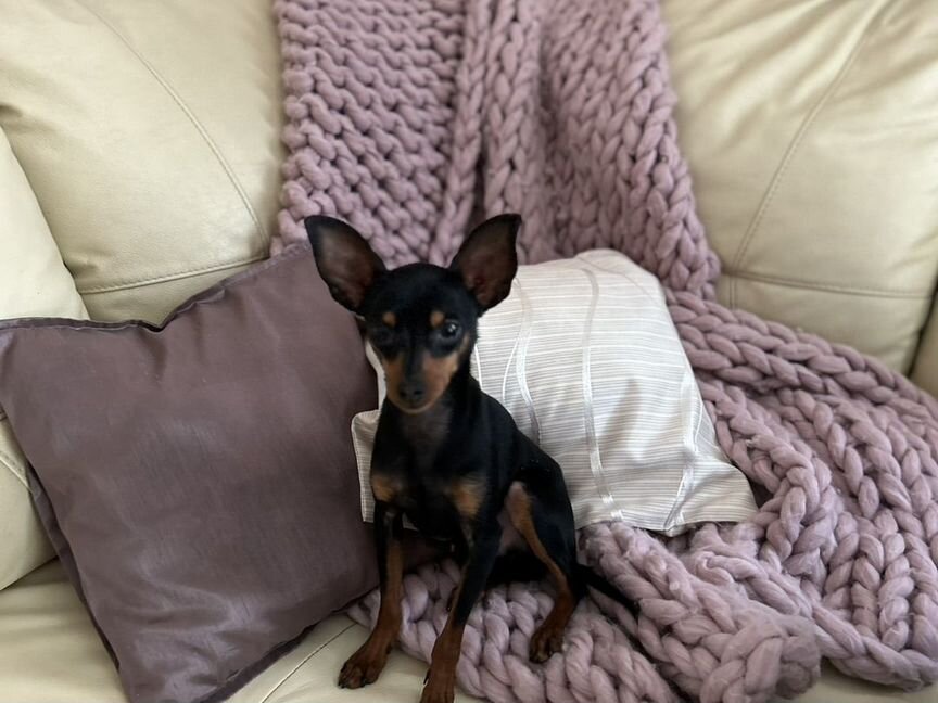 Пражский крысарик