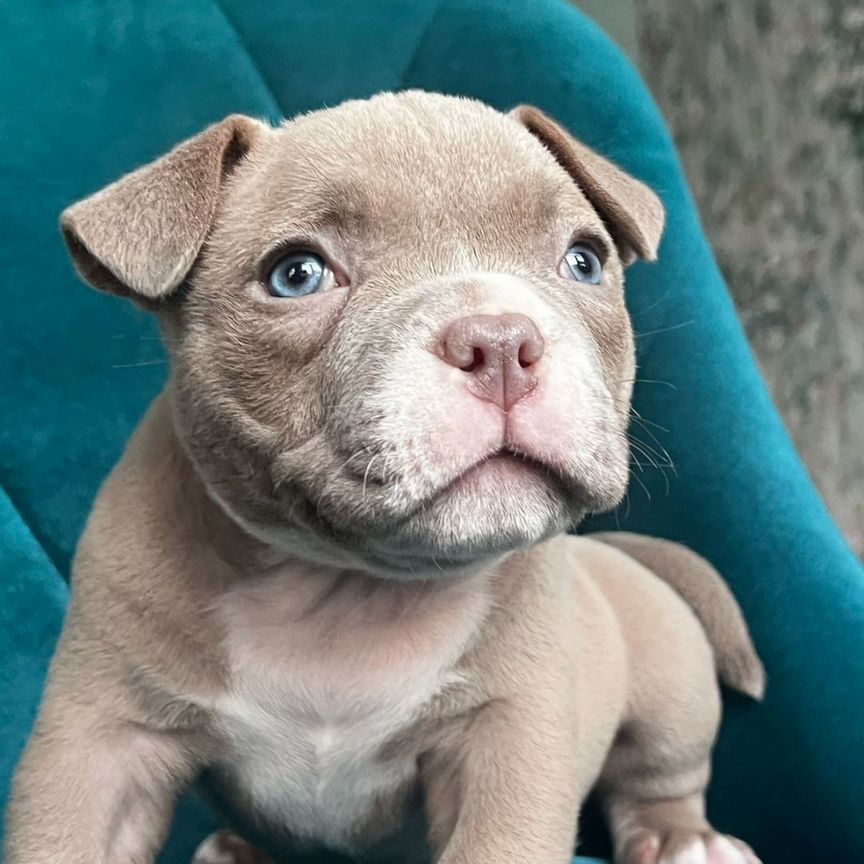 Мальчик красавчик Микро - Микро экзот