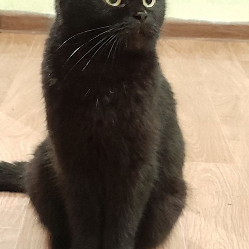 Кошка в дар