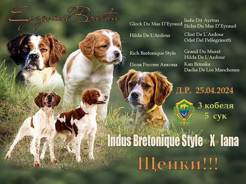 Щенки Бретонский Эпаньоль от Полевого Чемпиона