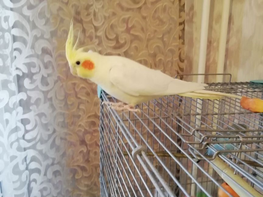 Попугай корелла мальчик