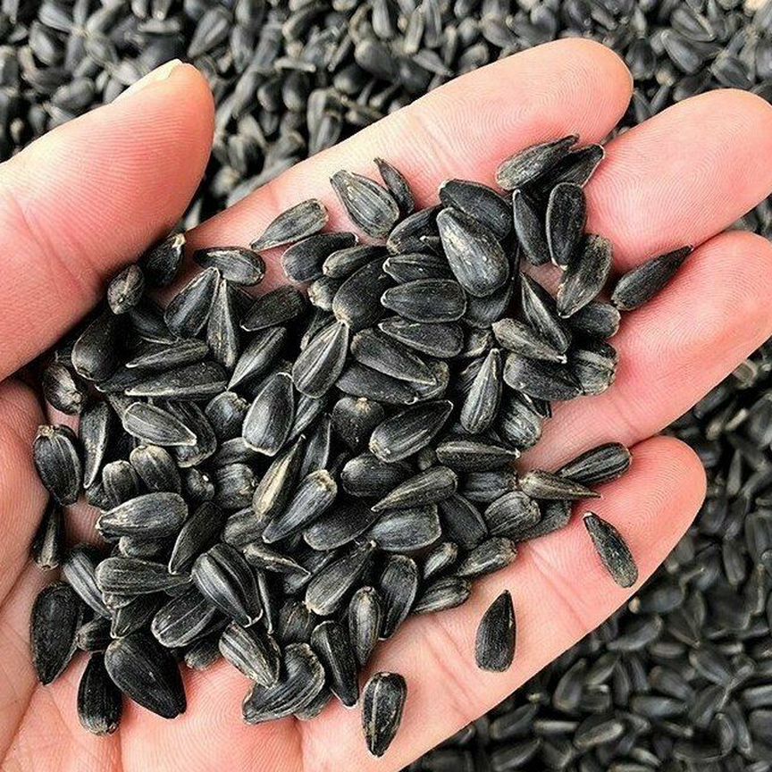 Семечки подсолнечника оптом