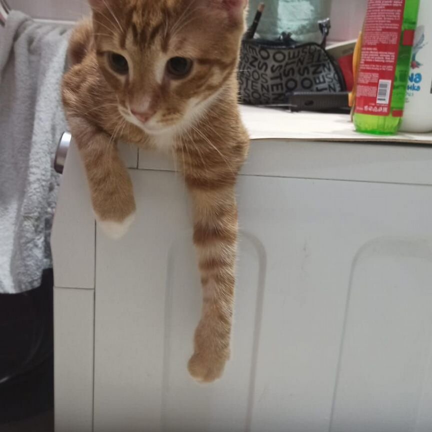 Котенок в добрые руки