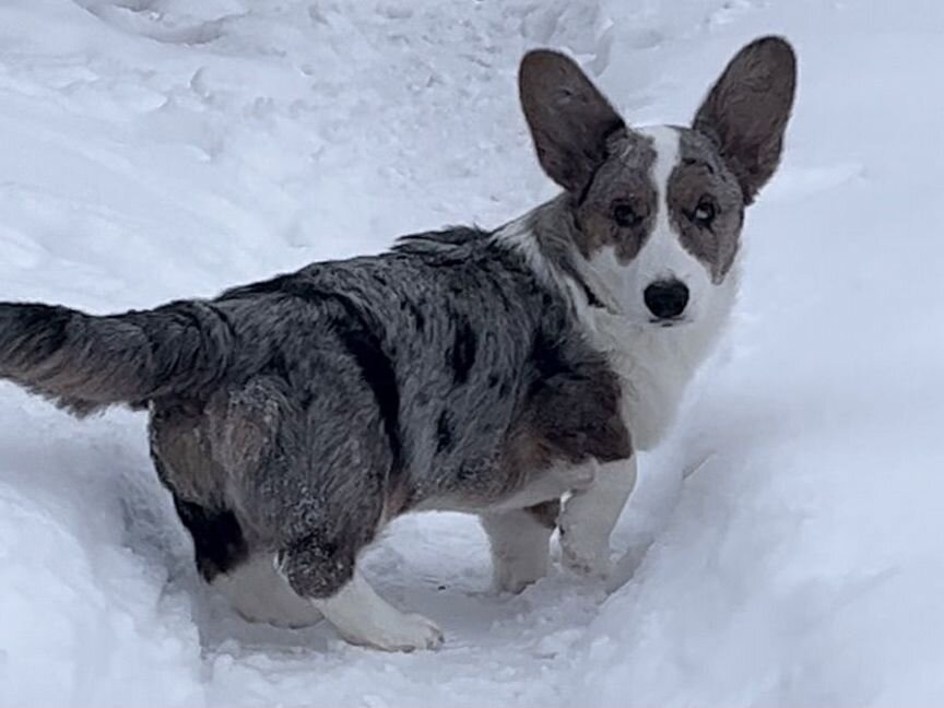 Вельш-корги кардиган