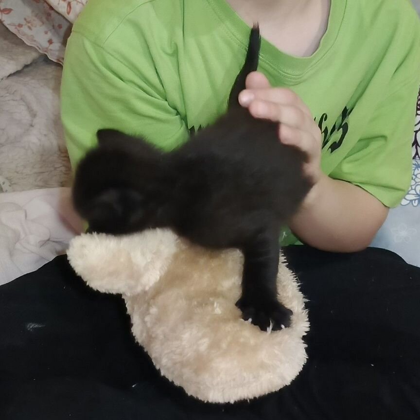 Котенок девочка