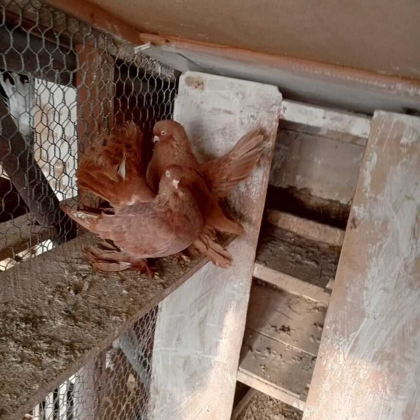 Голуби декоративные