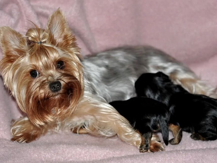 Ждут своих родителей