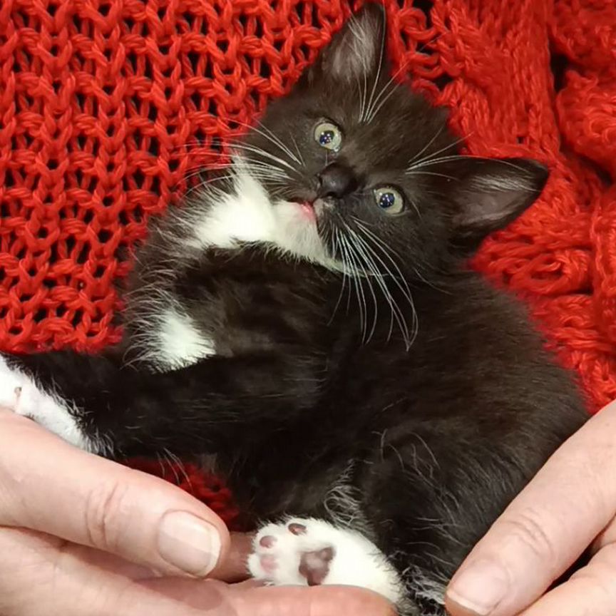 Шотландский прямоухий длинношёрстный котёнок