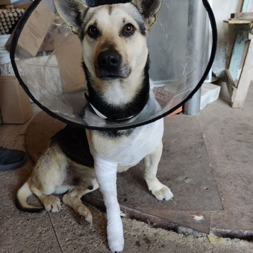 Небольшая собака в добрые руки