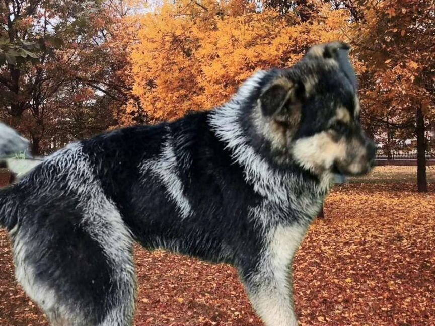 Красивый пес 2 года (Мишка охранник)