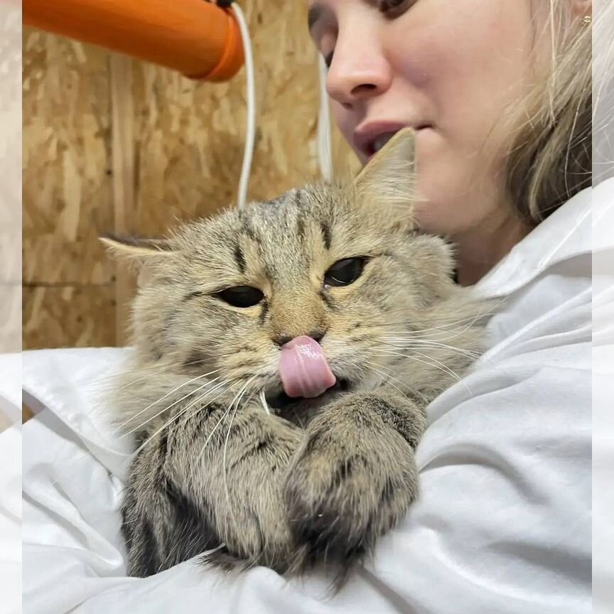 Взрослый кот в добрые руки