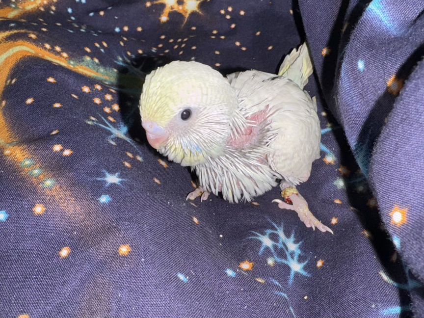 Птенцы Выставочного волнистого попугая Чех