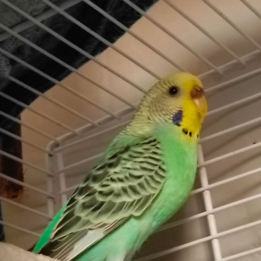 Волнистый попугай девочка