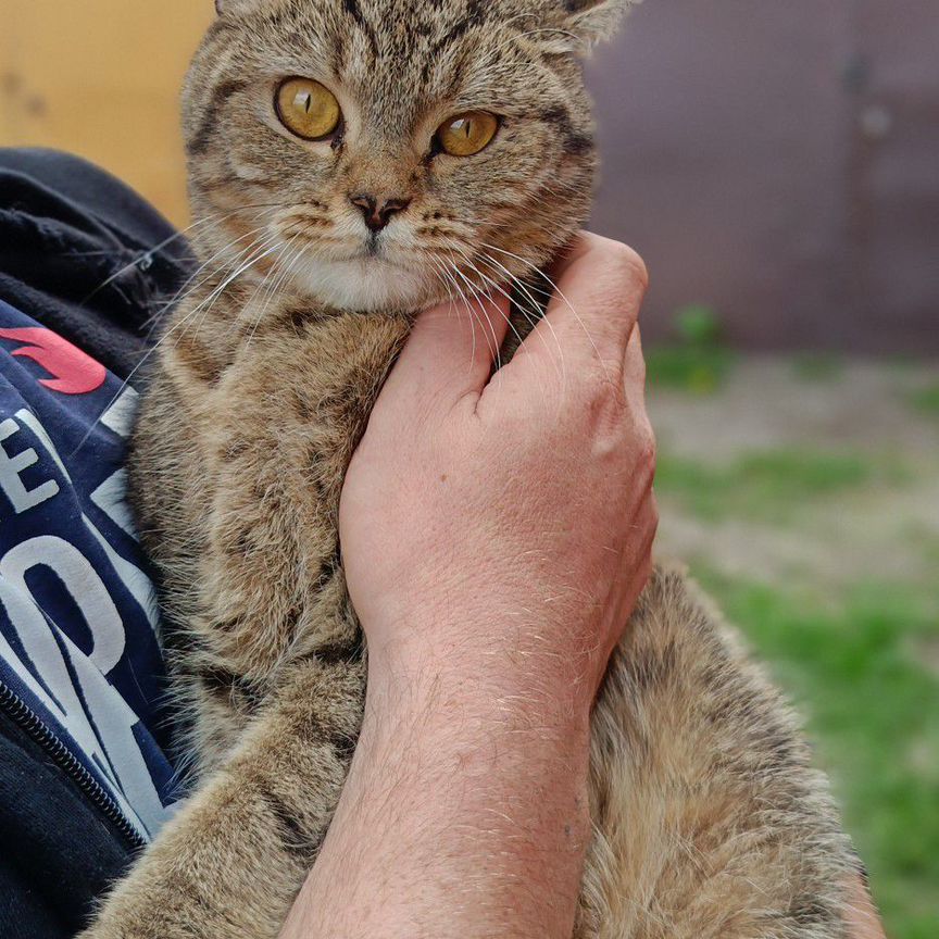 Котик молодой бесплатно в добрые руки