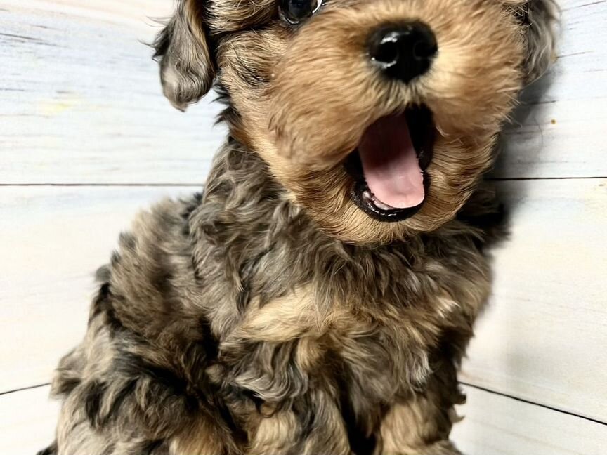 Йоркипу цветные