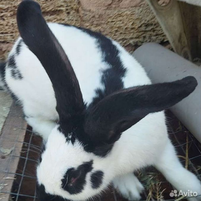 Кролики. Карликовые кохинхины