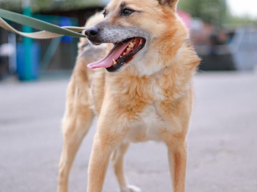 Спасите несчастную собаку из приюта, подарите дом