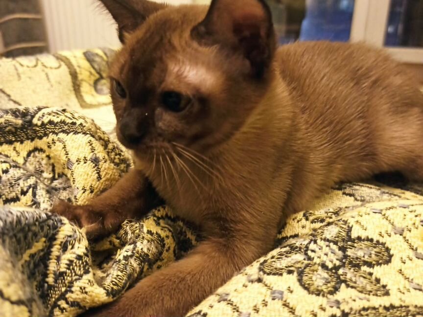 Бурманские котята