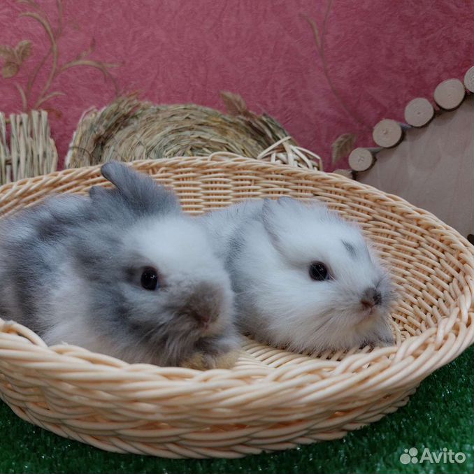 Декоративные карликовые кролики мини