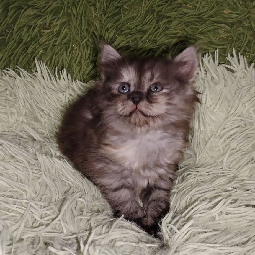 Котята