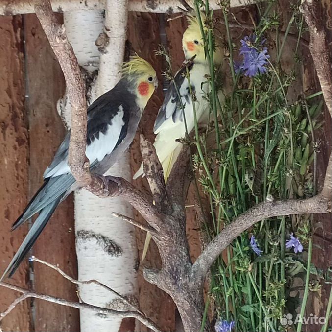 Попугай карелла птенцы и не только