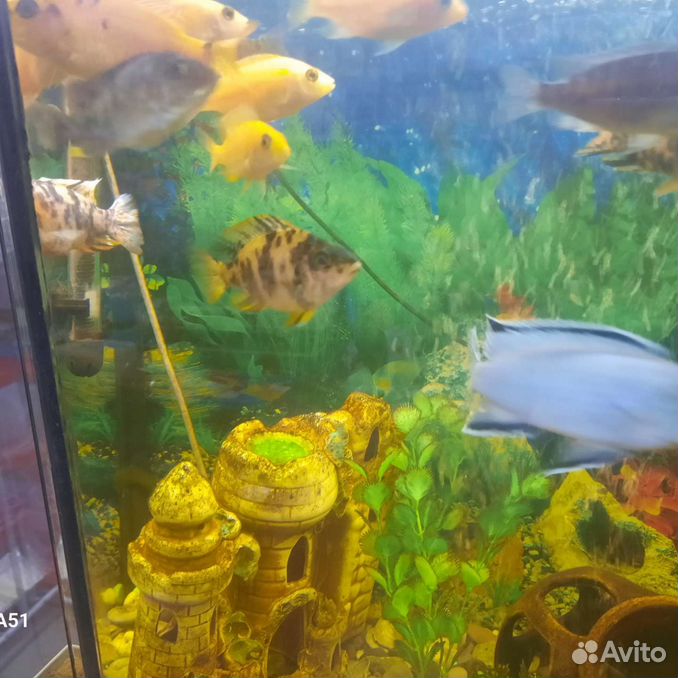 Рыба в аквариум малавийская цихлида